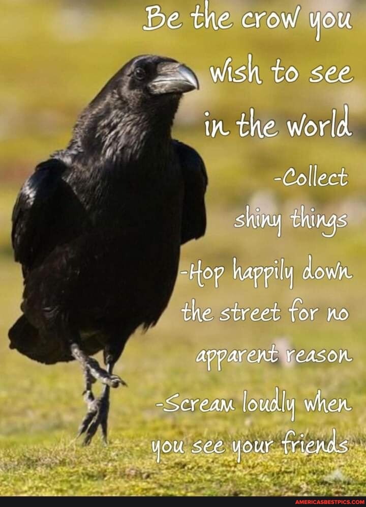 Be the crow you wish to see in the world -Collect shiny things -Hop ...