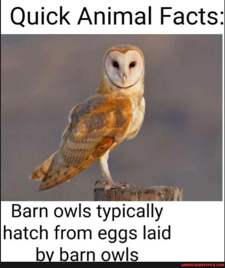 N/A - Quick Animal Facts: Barn owls typically hatch from eggs laid lay barn Owls - America’s ...