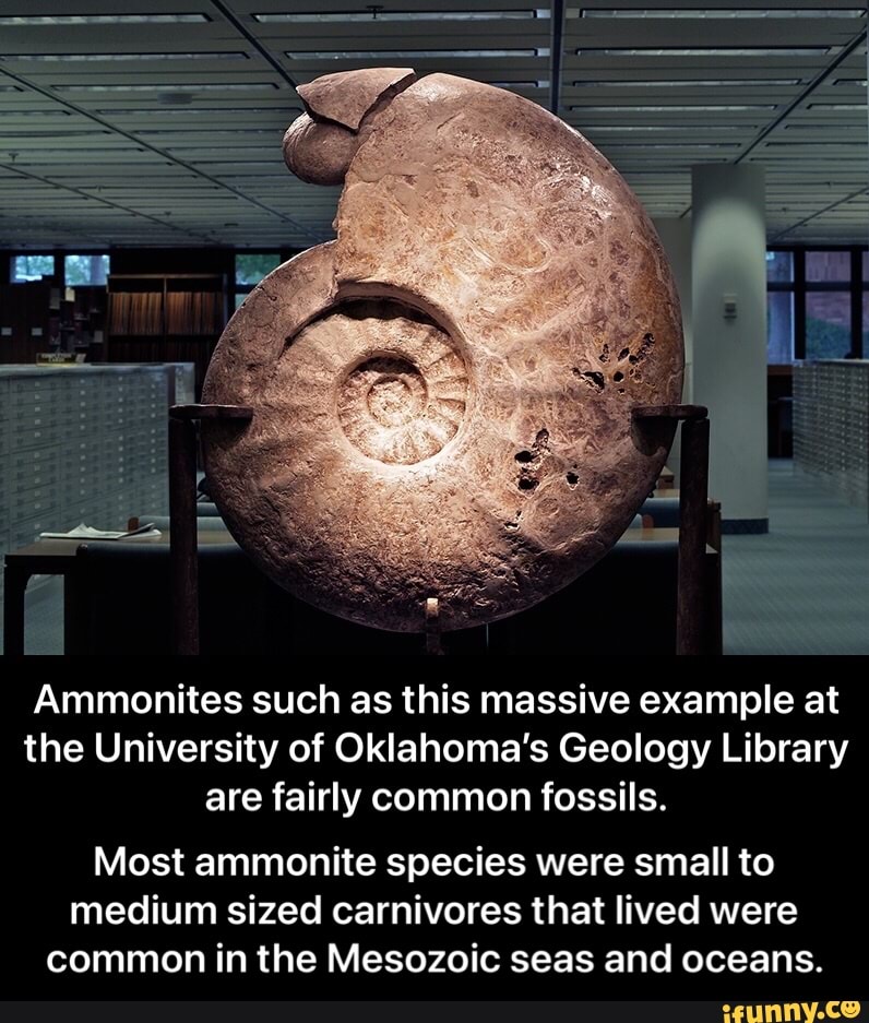 Helixfossil memes. Best Collection of funny Helixfossil pictures on iFunny