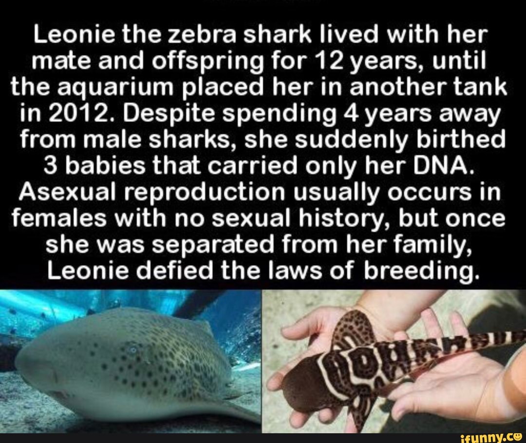 Leonie the zebra shark lived with her mate and offspring for 12 years ...