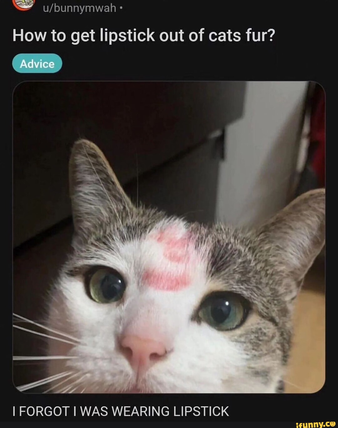 Why Is My Cat S Lipstick Out - Infoupdate.org