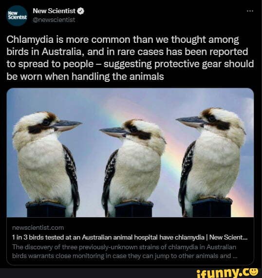 Chlamydia is more common than we thought among birds in Australia, and ...