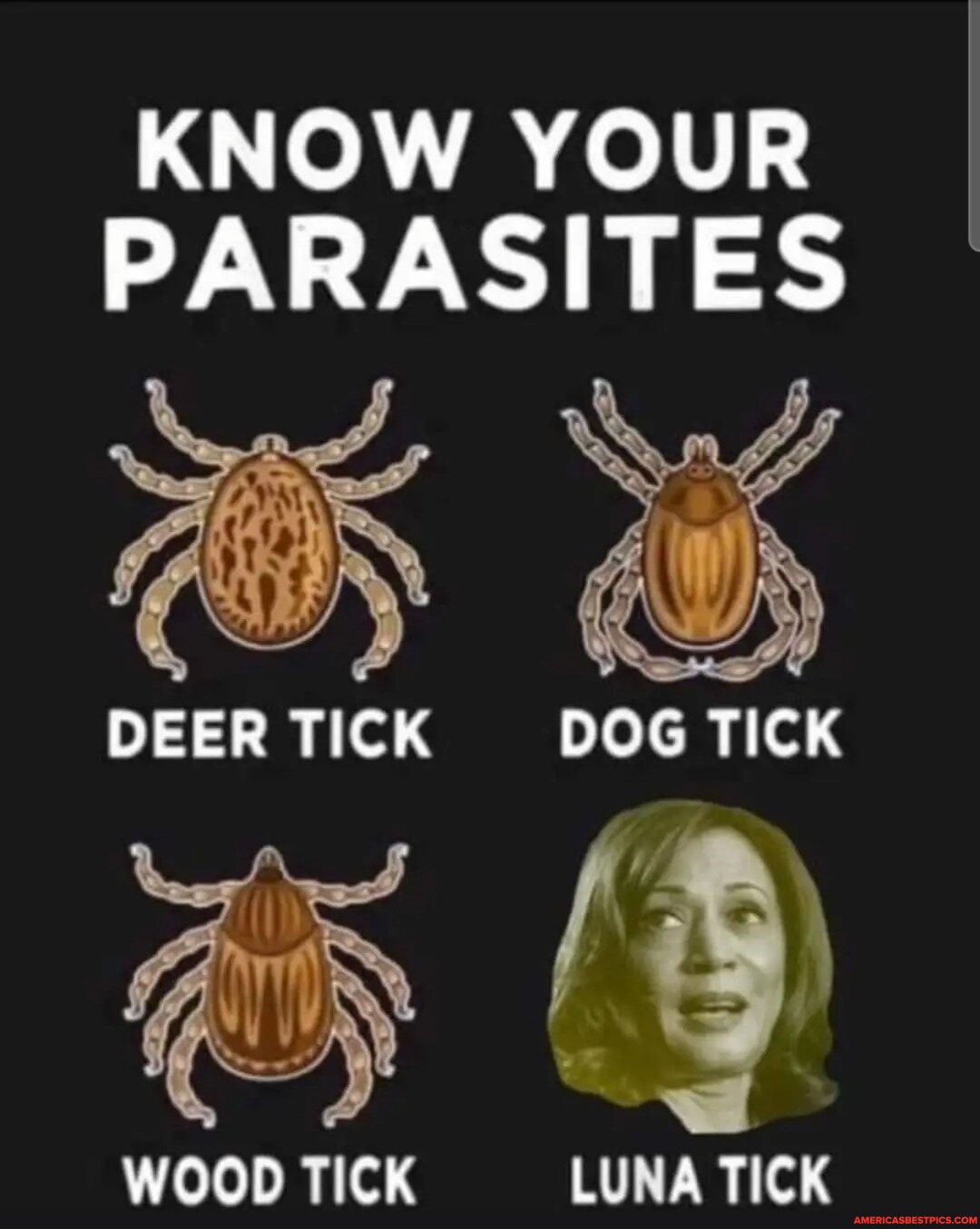 KNOW YOUR PARASITES DEER TICK DOG TICK WOOD TICK LUNA TICK - America’s ...