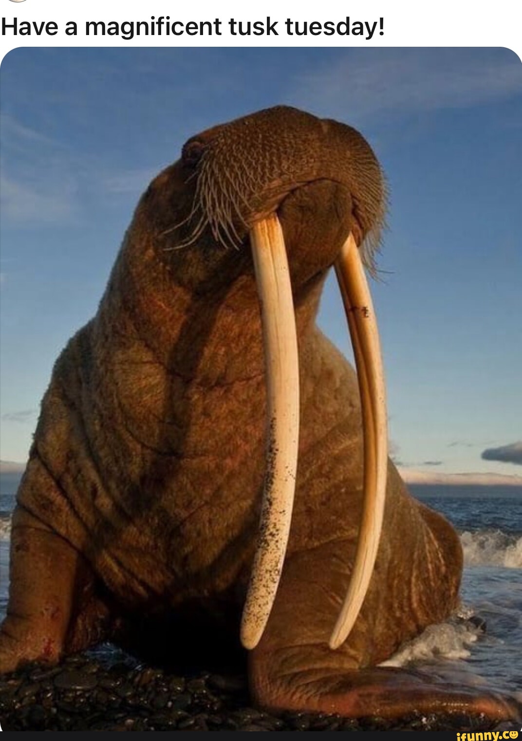 Tusk memes. Best Collection of funny Tusk pictures on iFunny