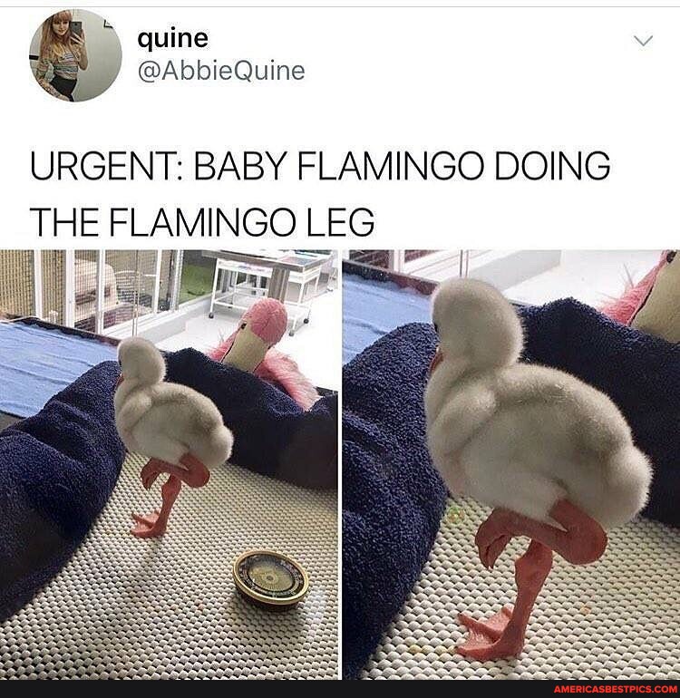 The most popular Baby memes on America’s best pics and videos