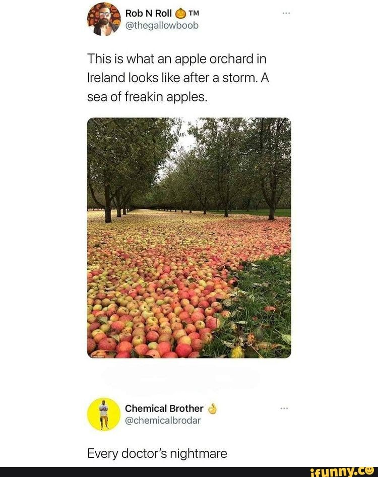 Rob Ni Roll @ This is what an apple orchard in Ireland looks like after ...