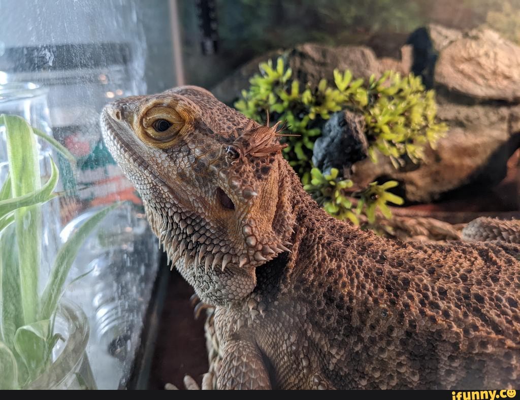 Bearded_dragon memes. Best Collection of funny Bearded_dragon pictures ...