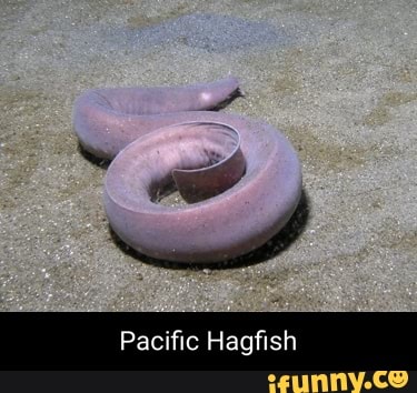 Hagfish memes. Best Collection of funny Hagfish pictures on iFunny