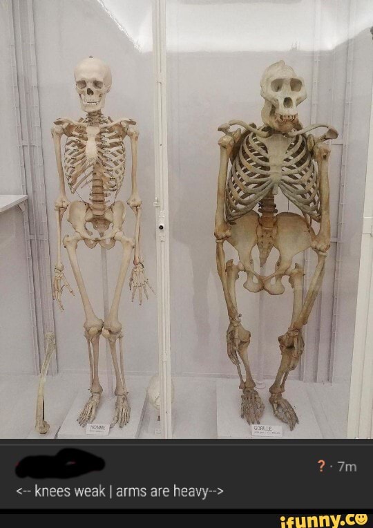 AL knees weak I arms are heavy--> - iFunny