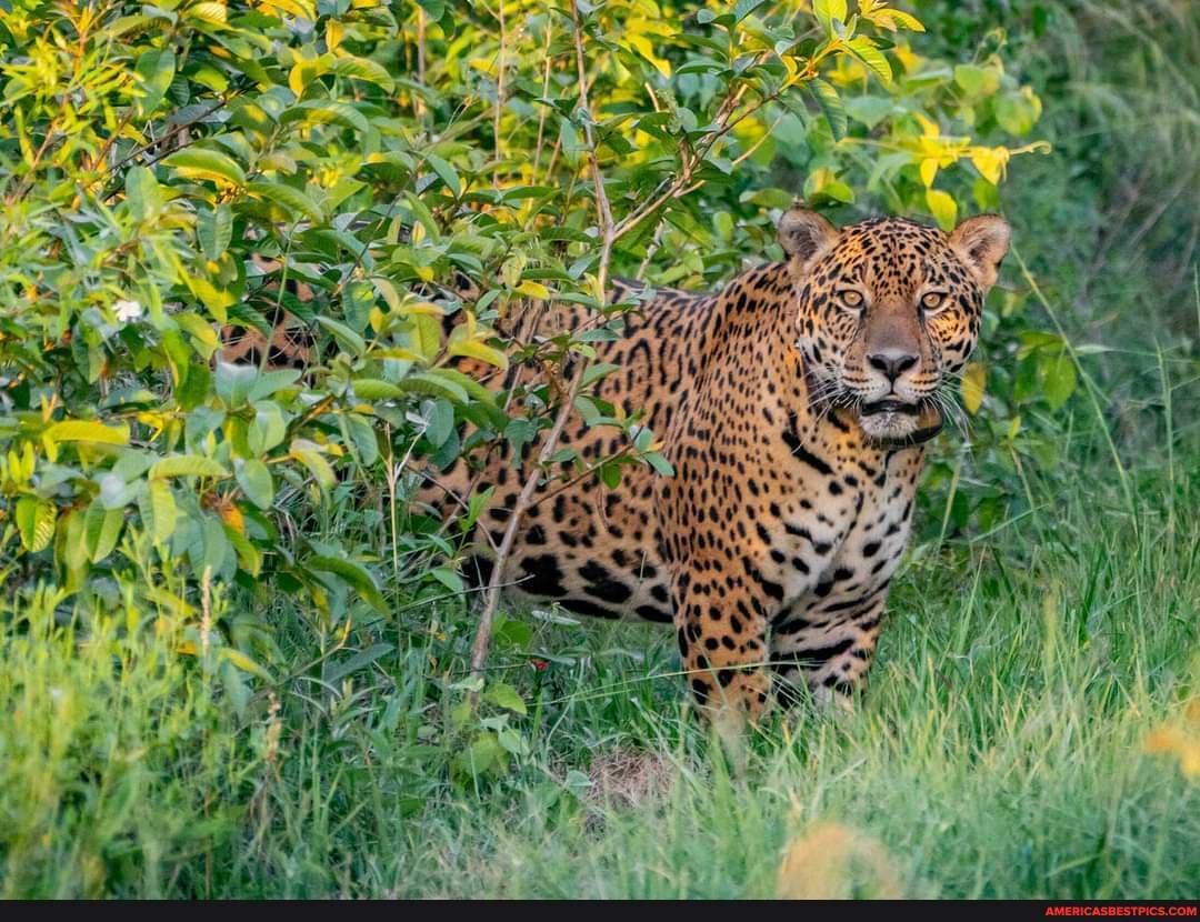 Have a great Sunday Animals and Nature in Peril # ...