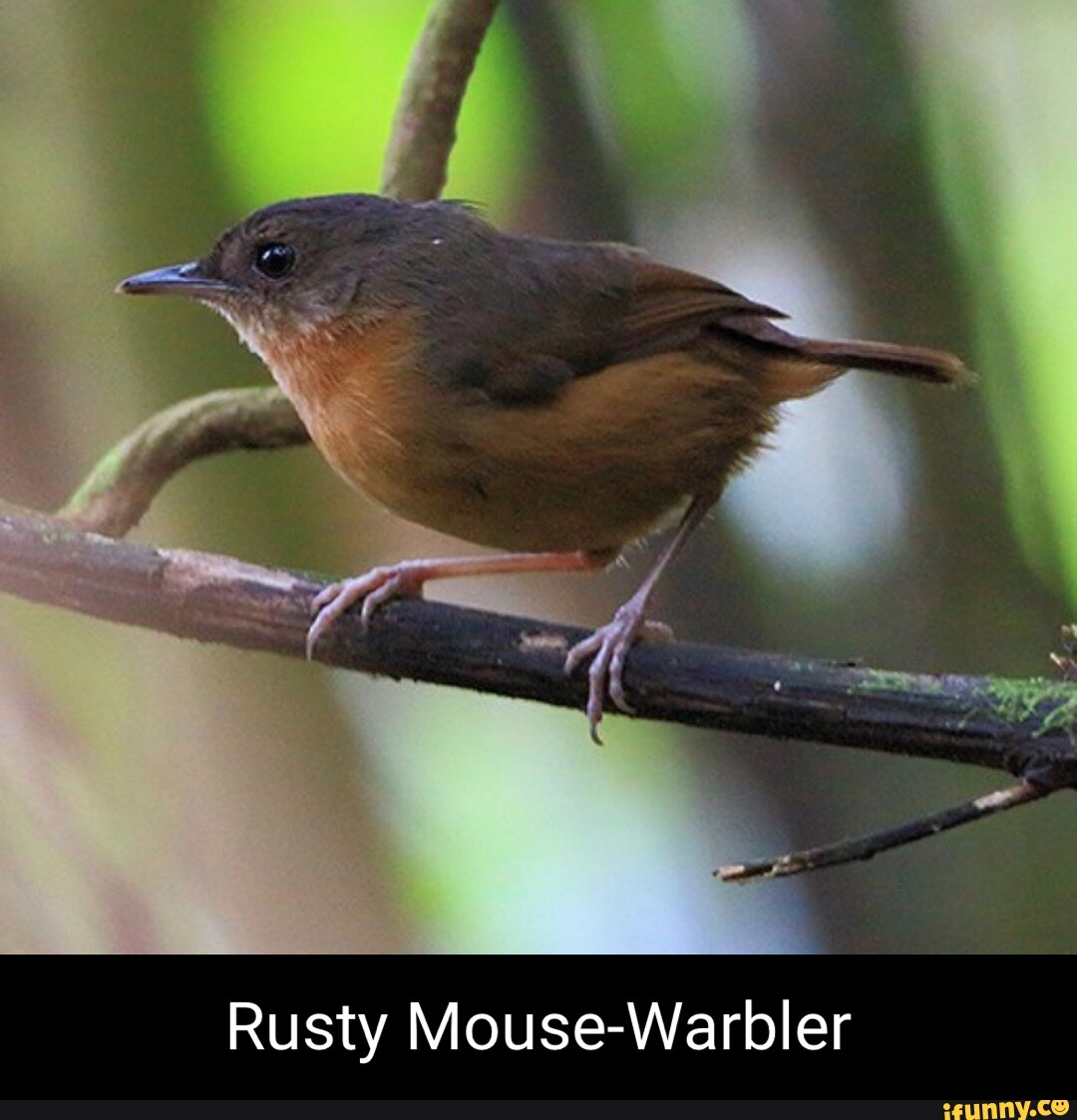 Warbler memes. Best Collection of funny Warbler pictures on iFunny