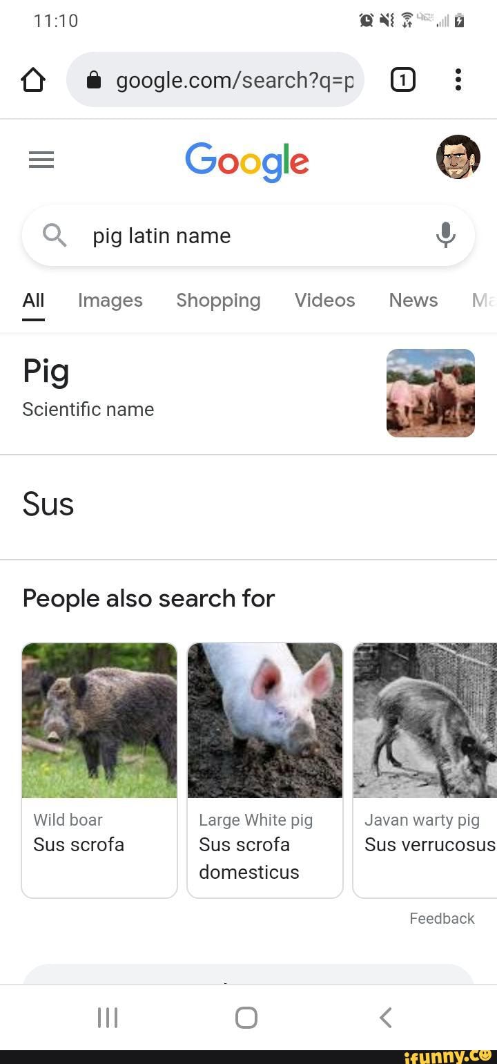 Scrofa memes. Best Collection of funny Scrofa pictures on iFunny