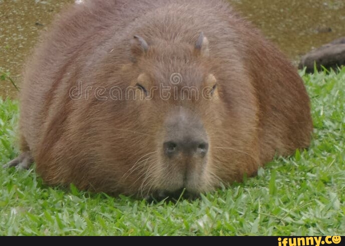 Capybara memes. Best Collection of funny Capybara pictures on iFunny