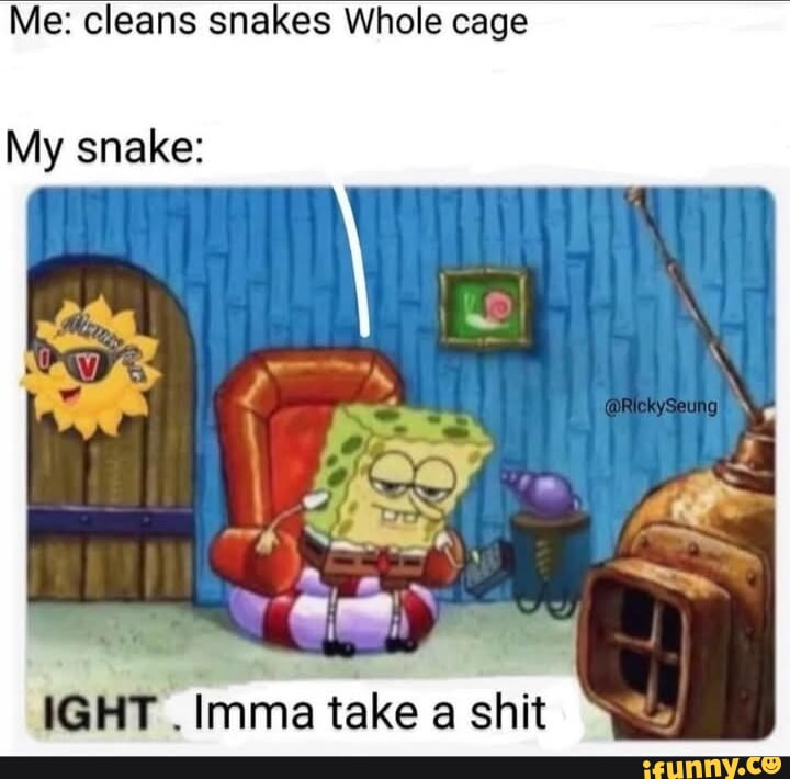 Me: cleans snakes Whole cage My snake: IGHT Imma take a shit - iFunny