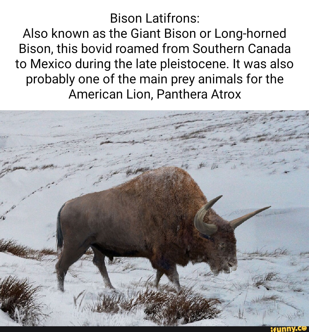 Pleistocene memes. Best Collection of funny Pleistocene pictures on iFunny