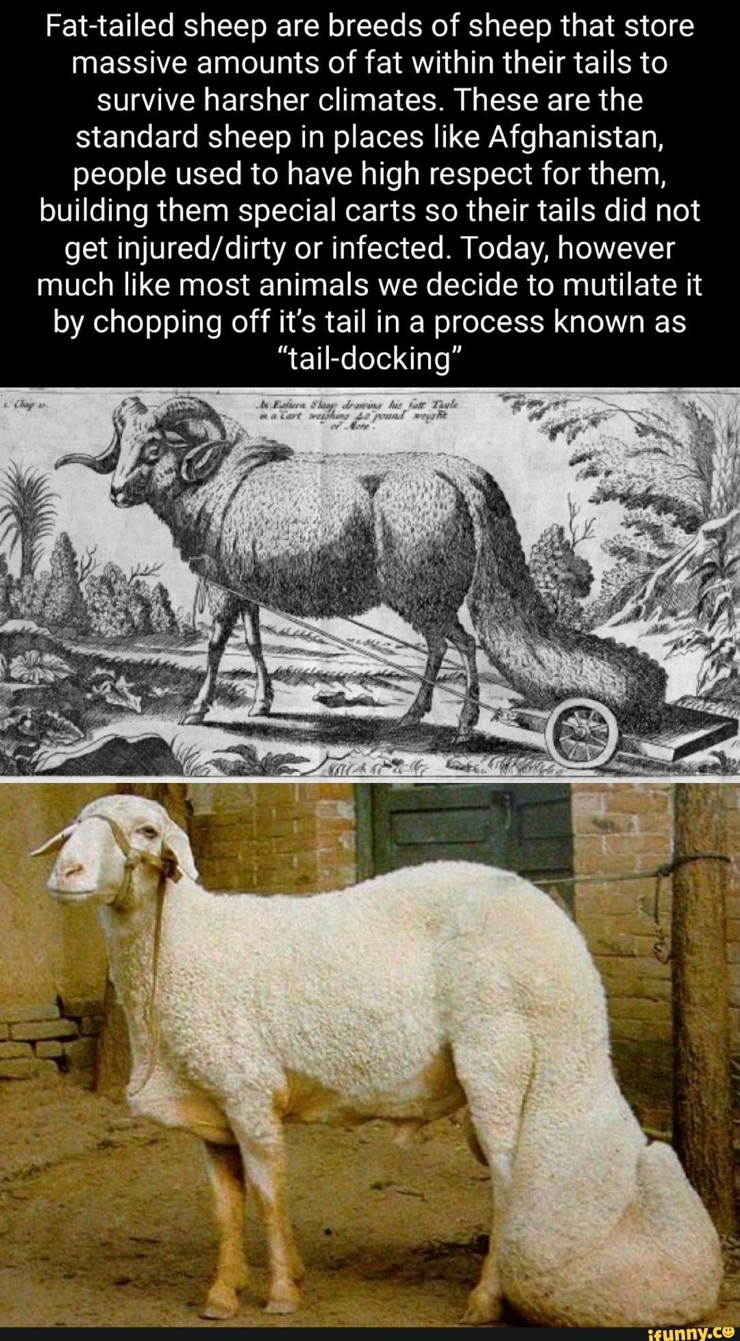 Fat-tailed sheep are breeds of sheep that store massive amounts of fat ...