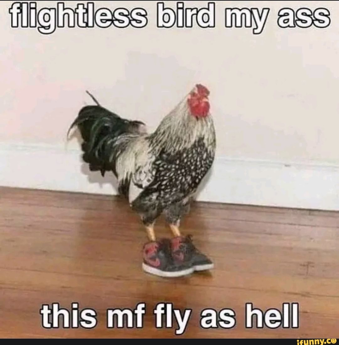 Flyashell memes. Best Collection of funny Flyashell pictures on iFunny