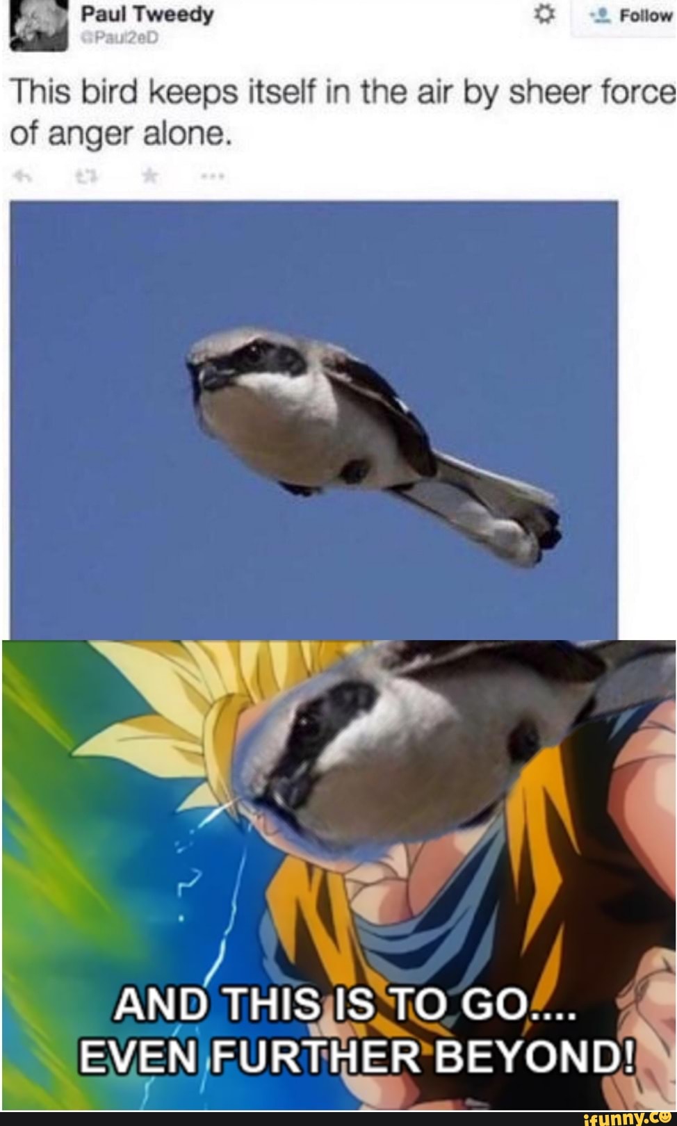 Tweedy This bird keeps itself in the air by sheer force of anger alone ...