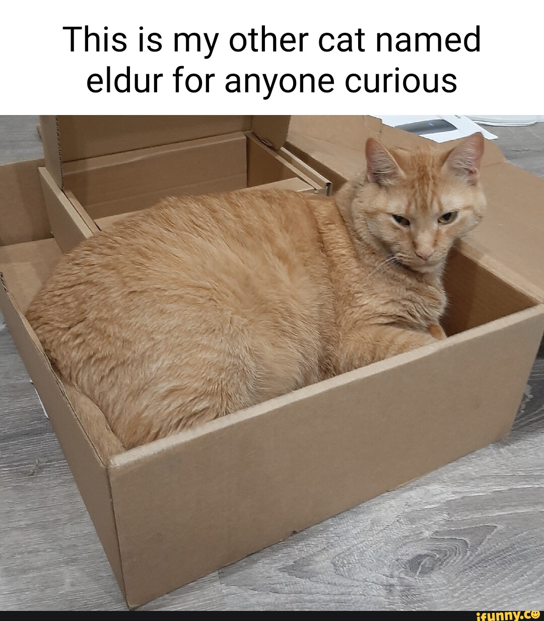 Curious memes. Best Collection of funny Curious pictures on iFunny