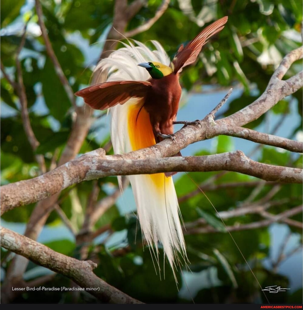 Lesser Bird-of-Paradise (Paradisaea minor) - America’s best pics and videos
