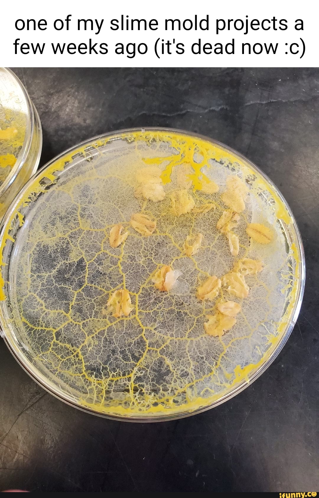 Protist memes. Best Collection of funny Protist pictures on iFunny