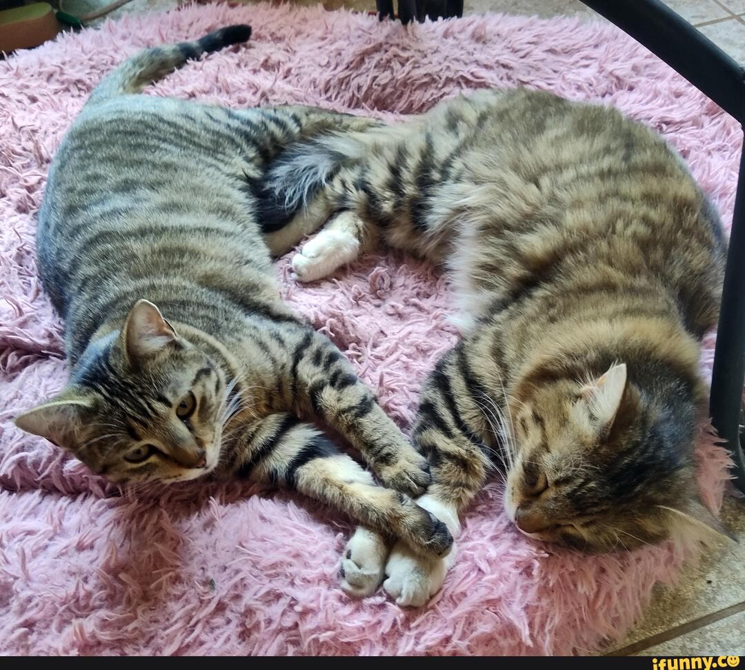 Catnapping memes. Best Collection of funny Catnapping pictures on iFunny