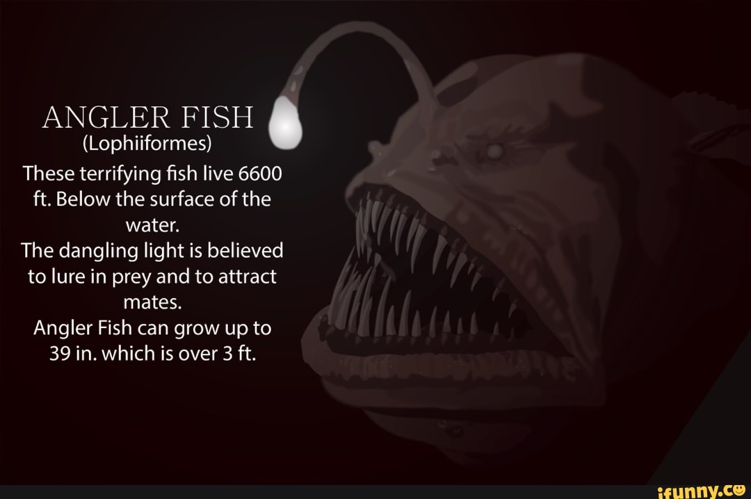 ANGLER FISH (Lophiiformes) These terrifying fish live 6600 ft. Below ...