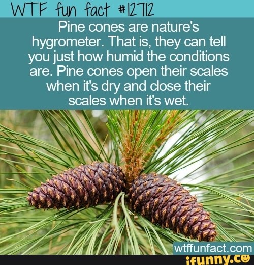 Hygrometer memes. Best Collection of funny Hygrometer pictures on iFunny