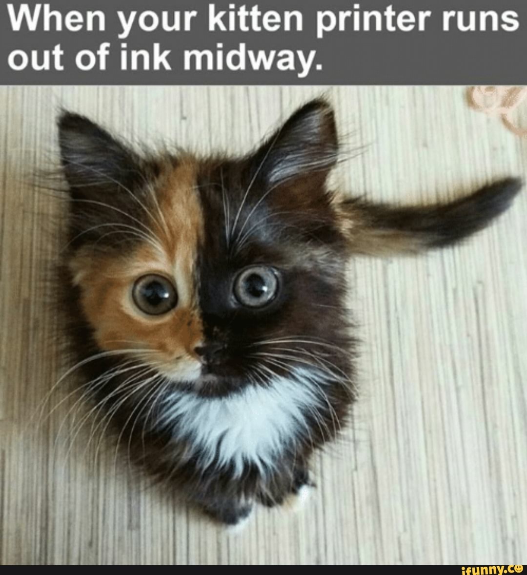 When your kitten printer runs out of ink midway. - iFunny