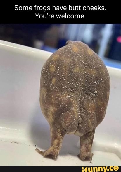 Some frogs have butt cheeks. You're welcome. - iFunny