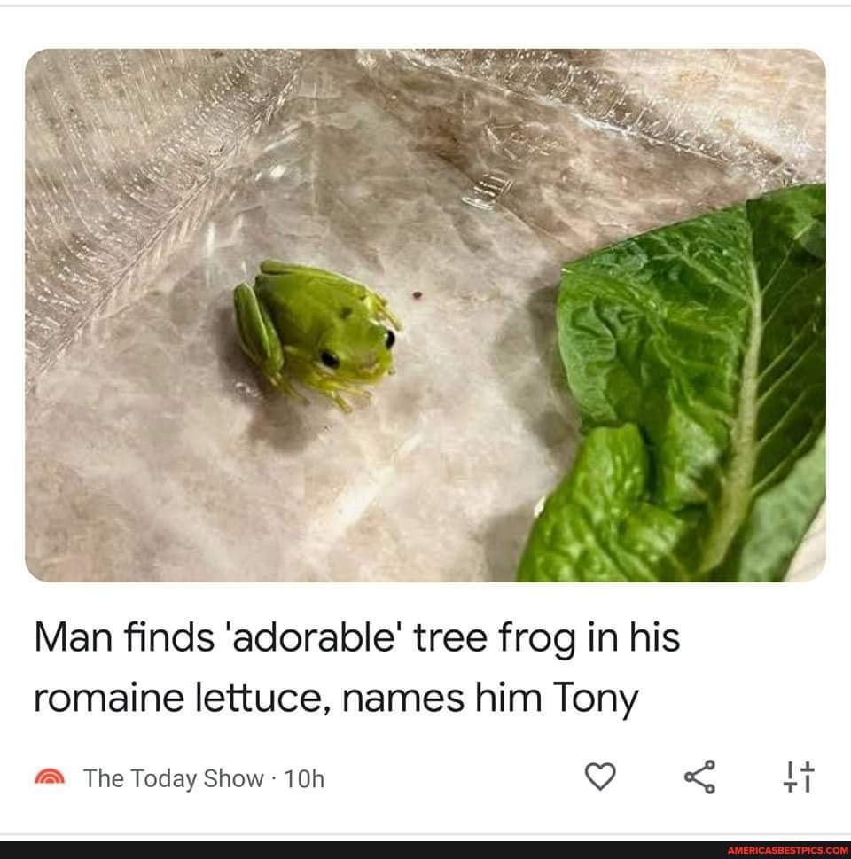 Man finds 'adorable' tree frog in his romaine lettuce, names him Tony ...