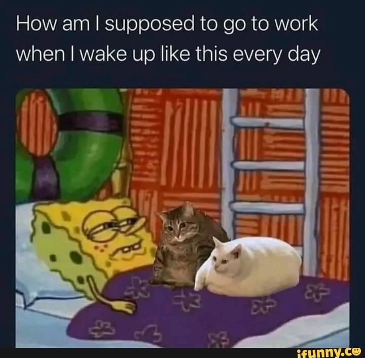 I Woke Up Like This Animal Meme