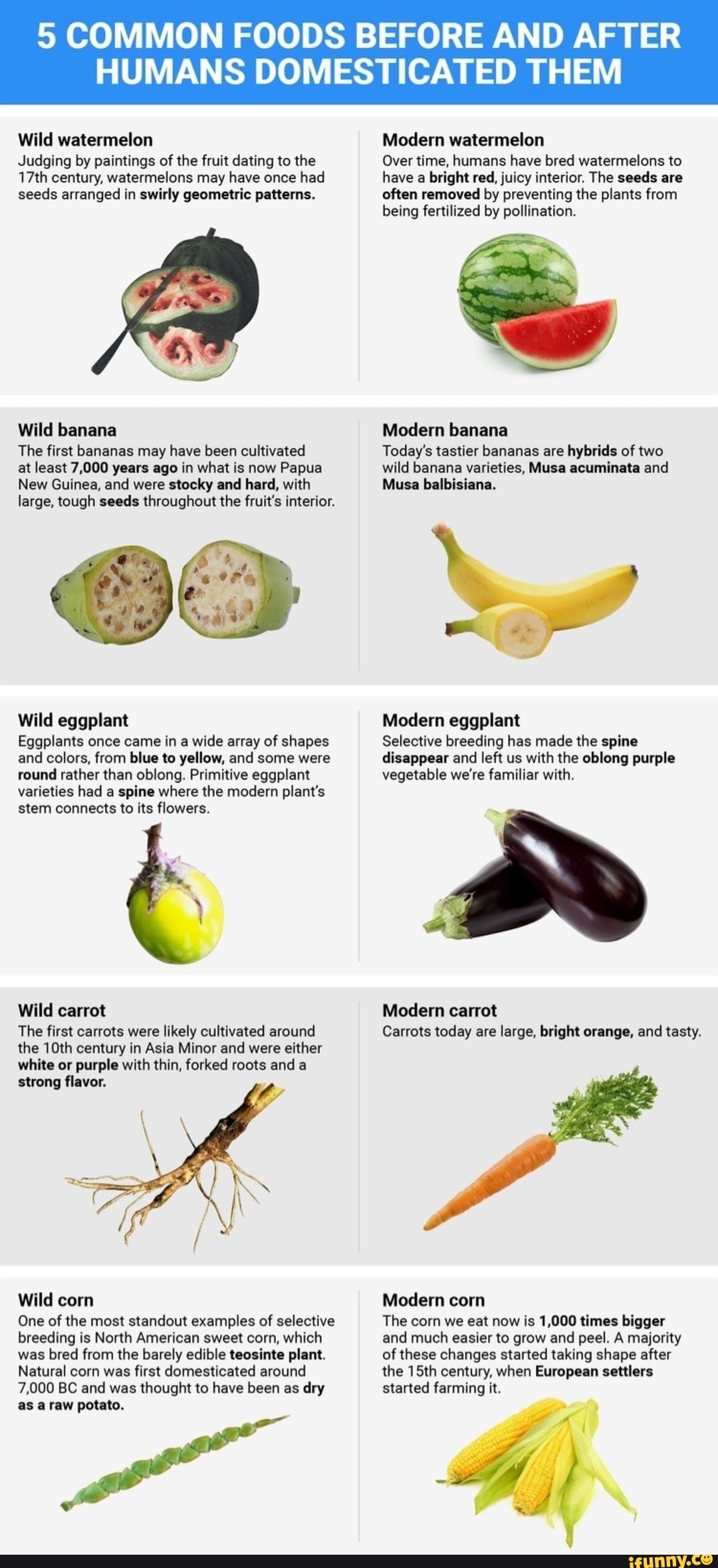 5 COMMON FOODS BEFORE AND AFTER HUMANS DOMESTICATED THEM Wild ...
