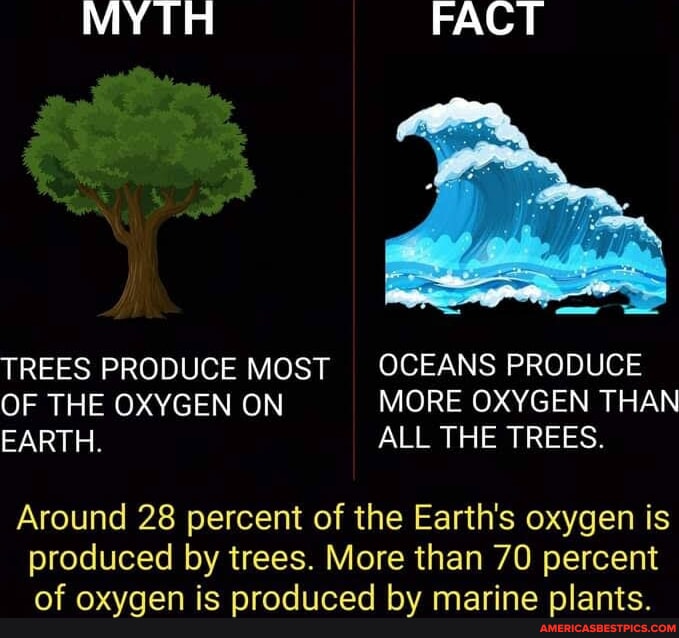 MYTH FACT TREES PRODUCE MOST OCEANS PRODUCE OF THE OXYGEN ON MORE ...