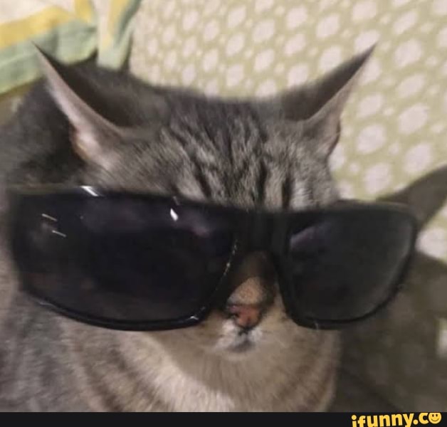 Catsmemes memes. Best Collection of funny Catsmemes pictures on iFunny