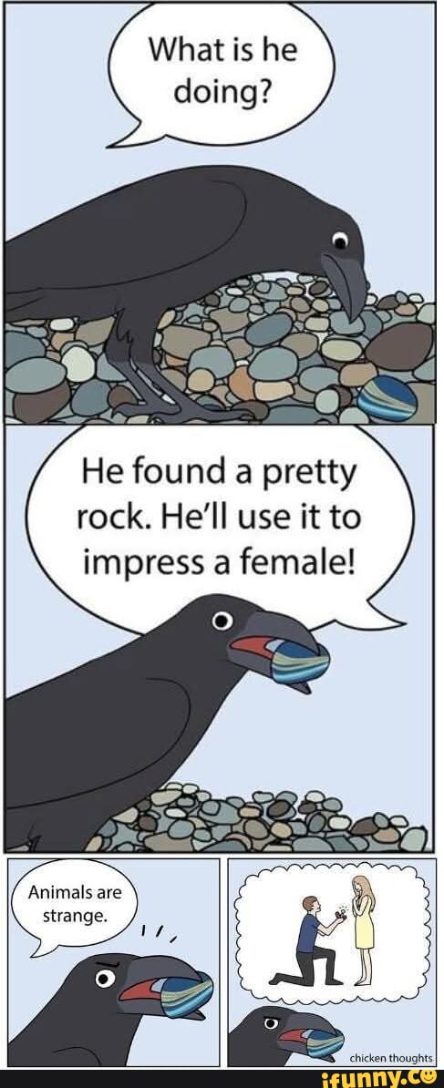 What is he doing? I He found a pretty rock. He'll use it to impress a ...