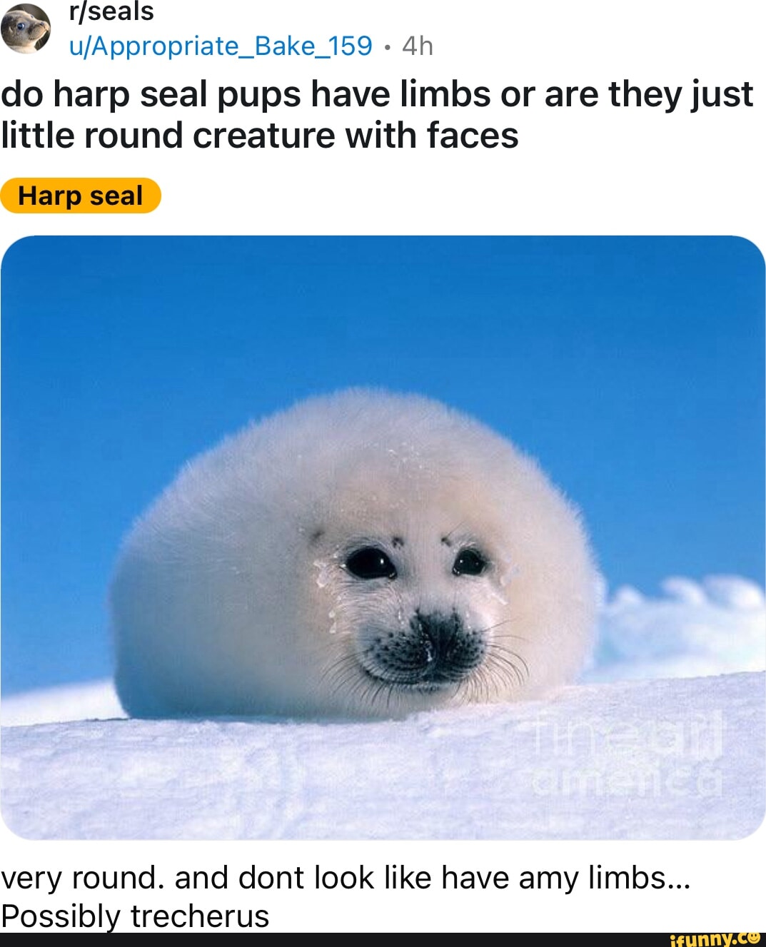 Do harp seal pups have limbs or are they just little round creature ...