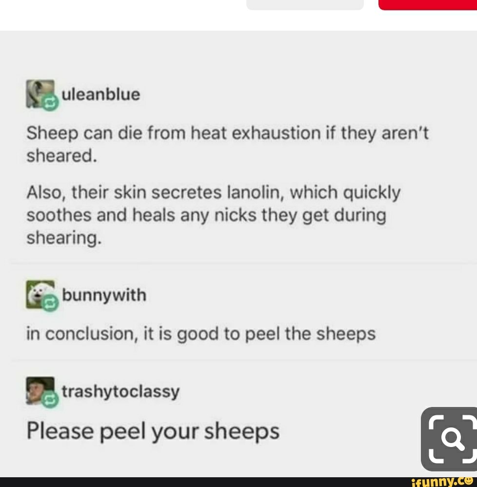Sheep can die from heat exhaustion if they aren't sheared. Also, their ...
