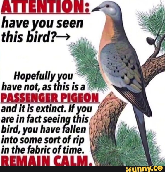 Anomaly memes. Best Collection of funny Anomaly pictures on iFunny