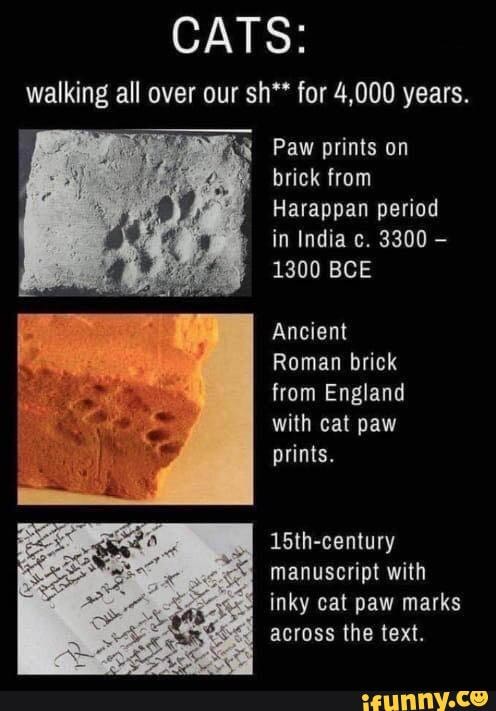 Ancient paw print on pottery fragment in Jerusalem is oldest known ...