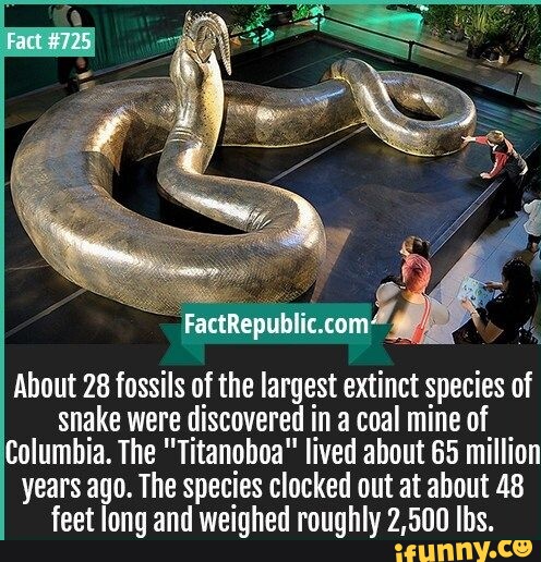 About 28 fossils of the largest extinct species of snake were ...