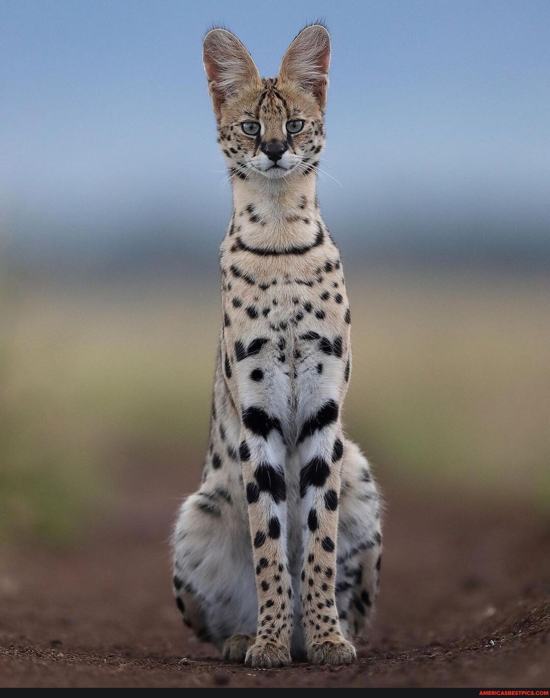 Here are 10 pictures of servals that will melt your heart! Tell us, which picture is your ...