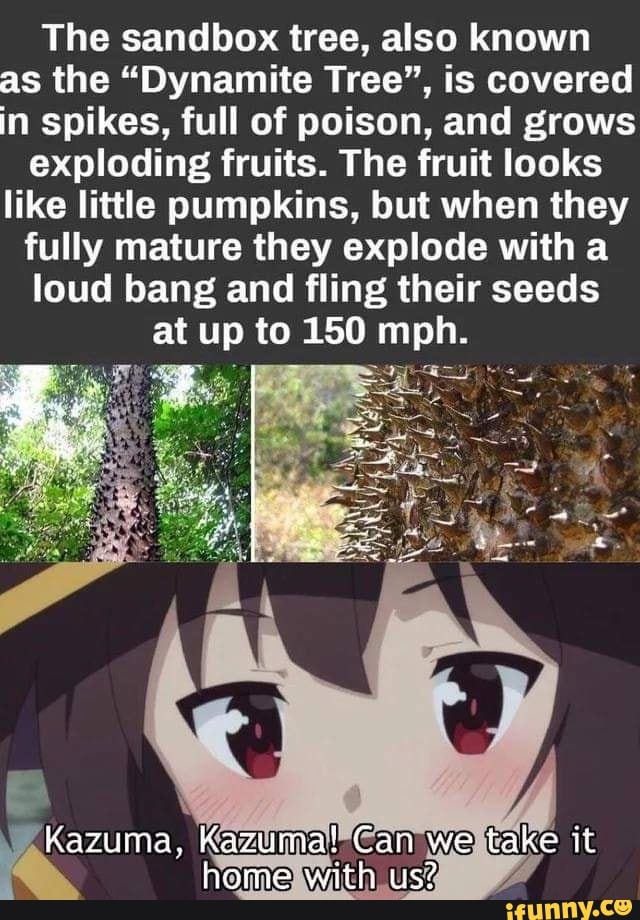 The sandbox tree, also known as the "Dynamite Tree", is covered in ...