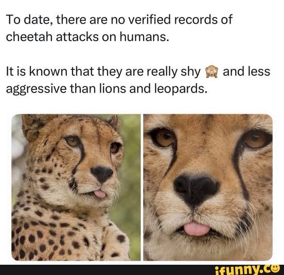 iFunny - the best memes, video, gifs and funny pics in one place