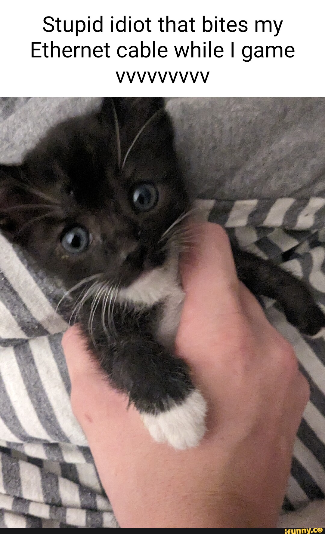 Stupid idiot that bites my Ethernet cable while I game VVVVVVVVV - iFunny