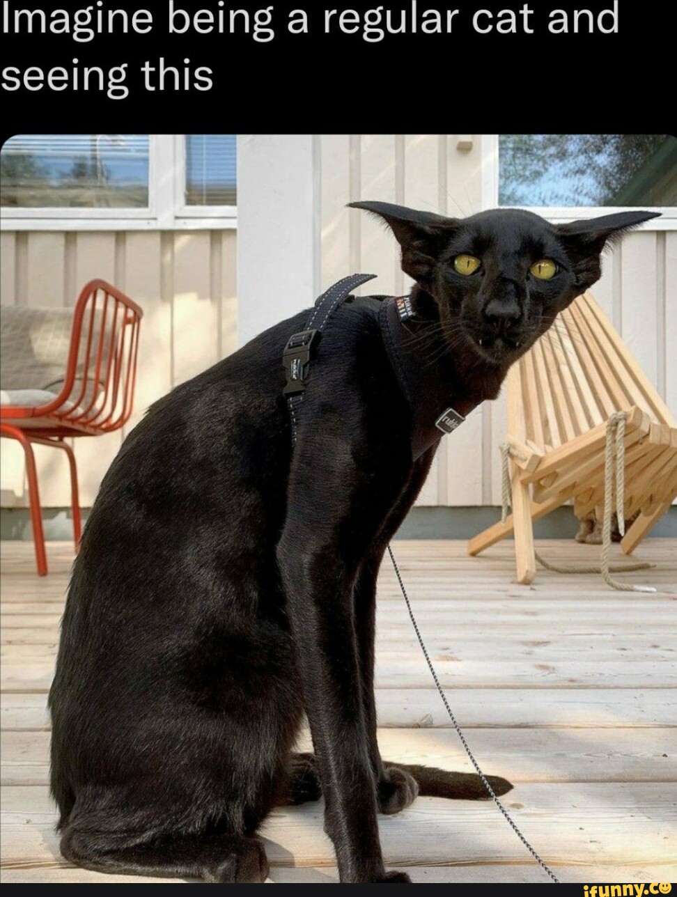 Imagine being a regular cat and seeing this - iFunny