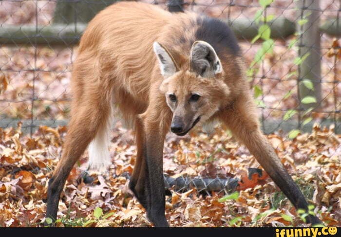 Maned_wolf memes. Best Collection of funny Maned_wolf pictures on iFunny