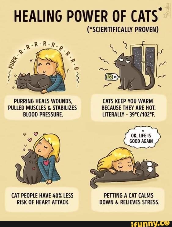 HEALING POWER OF CATS" (*SCIENTIFICALLY PROVEN) PURRING HEALS WOUNDS ...