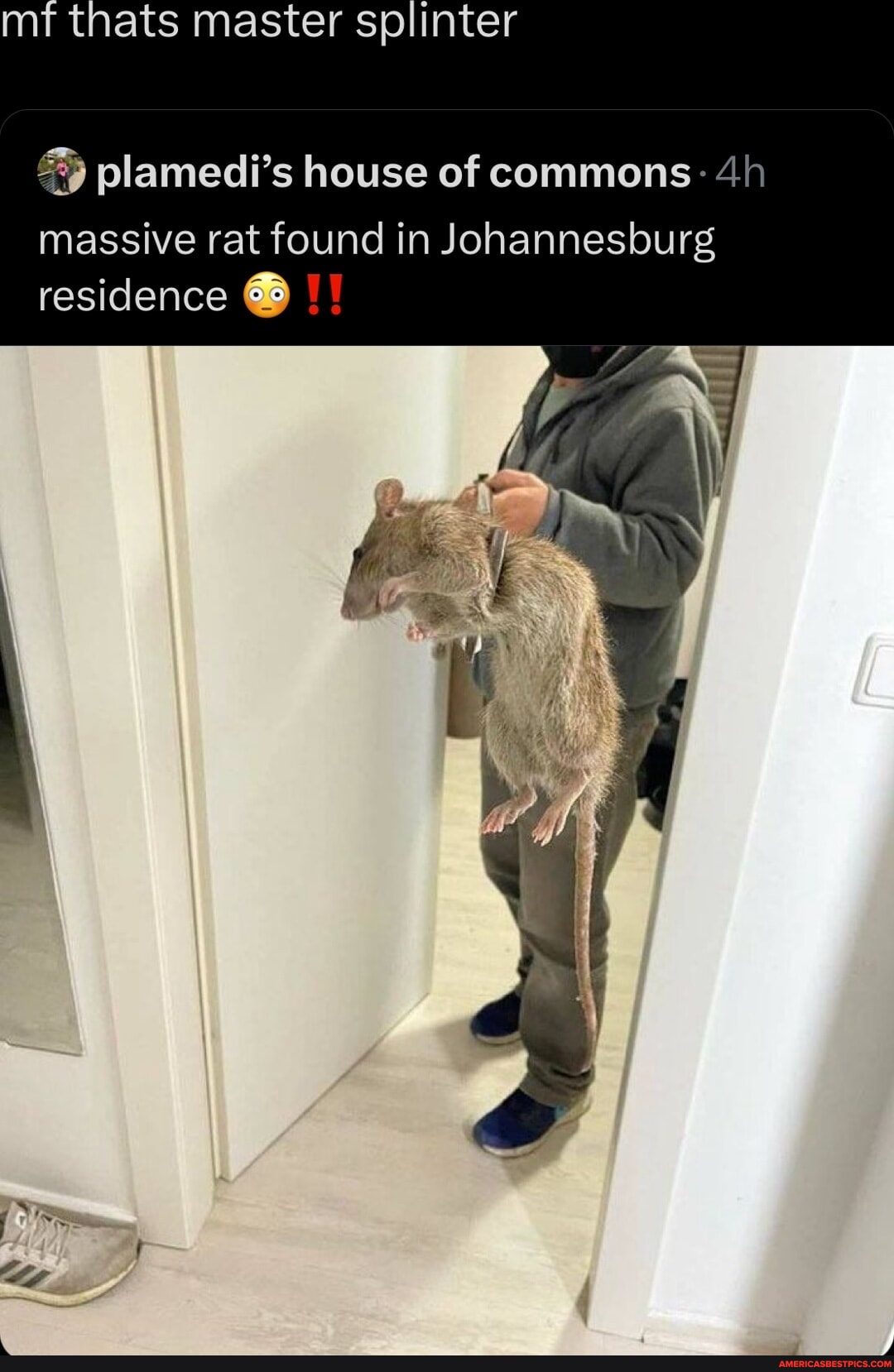 My tnats master splinter massive rat found in Johannesburg residence ...