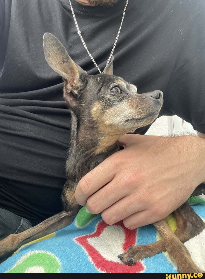 Miniature_pinscher memes. Best Collection of funny Miniature_pinscher ...